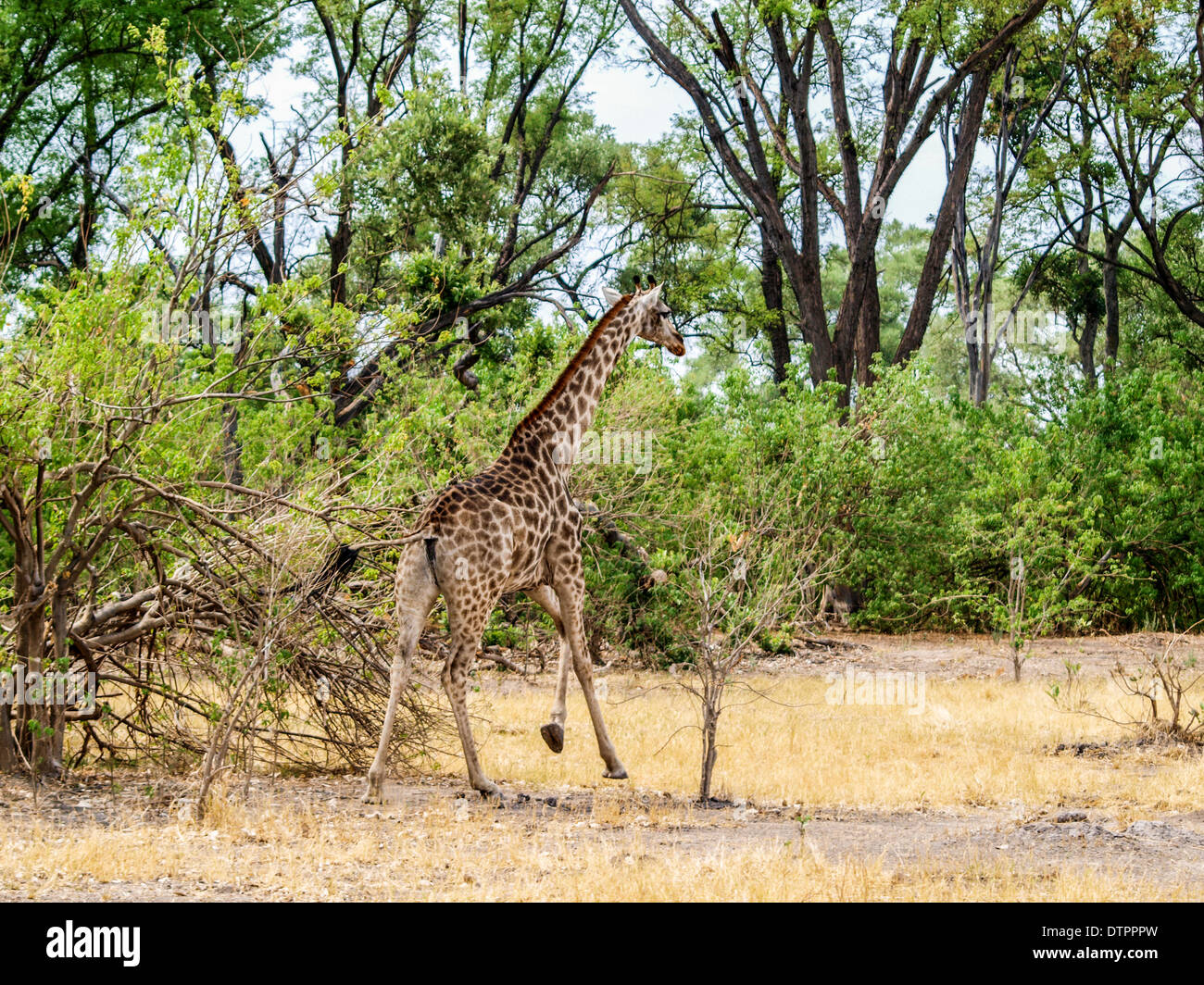 West african giraffe hi-res stock photography and images - Alamy