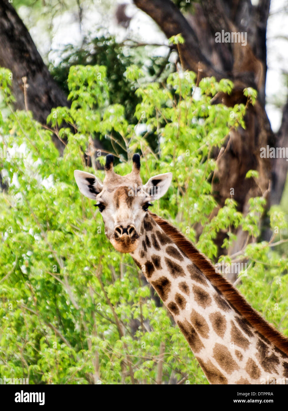 Giraffe head and neck with green background Stock Photo - Alamy