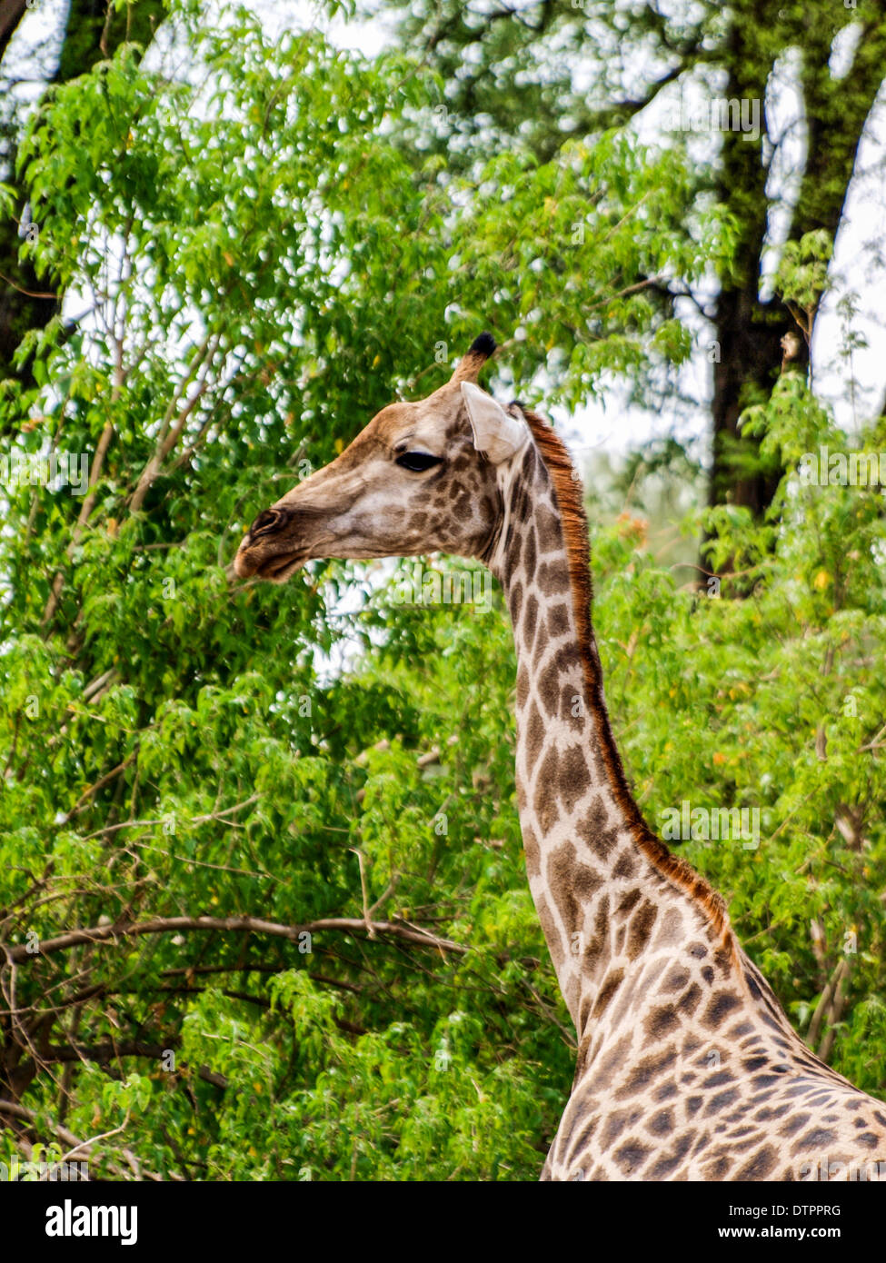 Giraffe head and neck with green background Stock Photo - Alamy