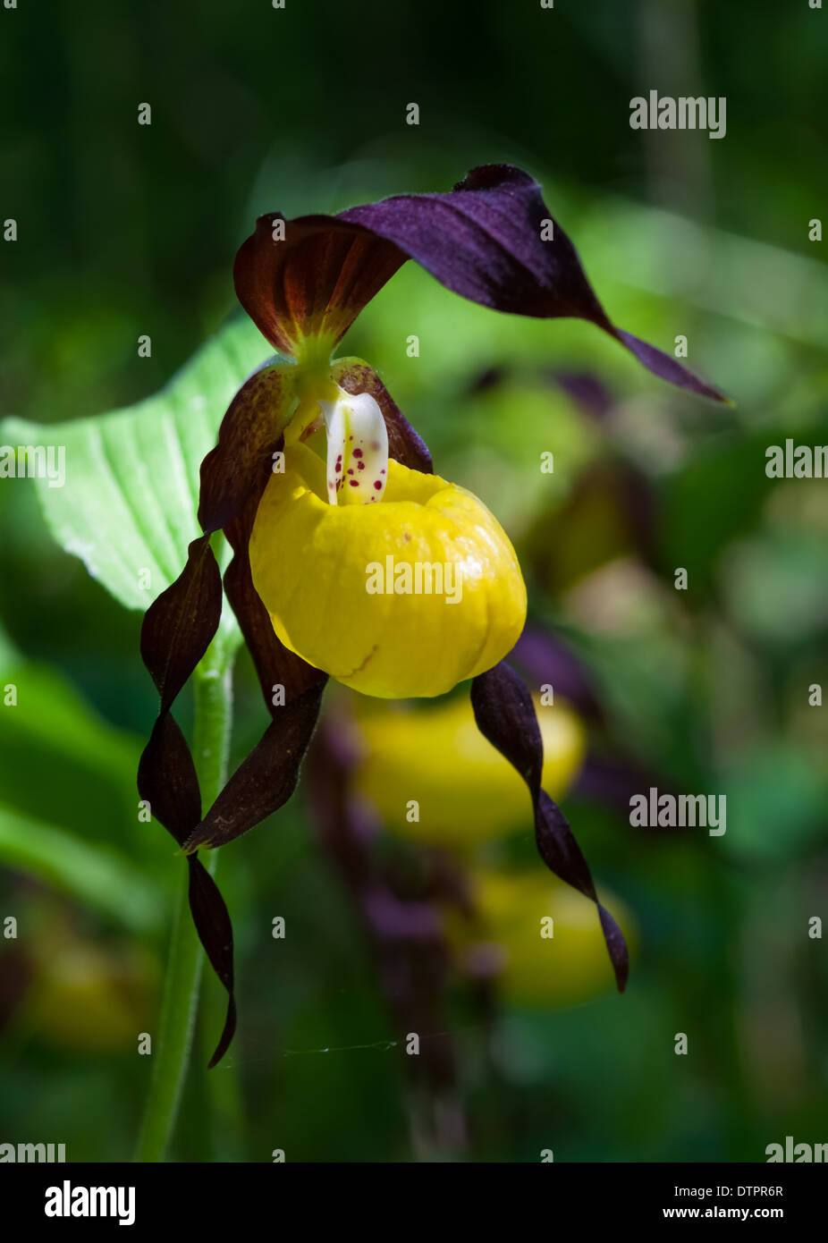 Slipper Flower High Resolution Stock Photography and Images - Alamy