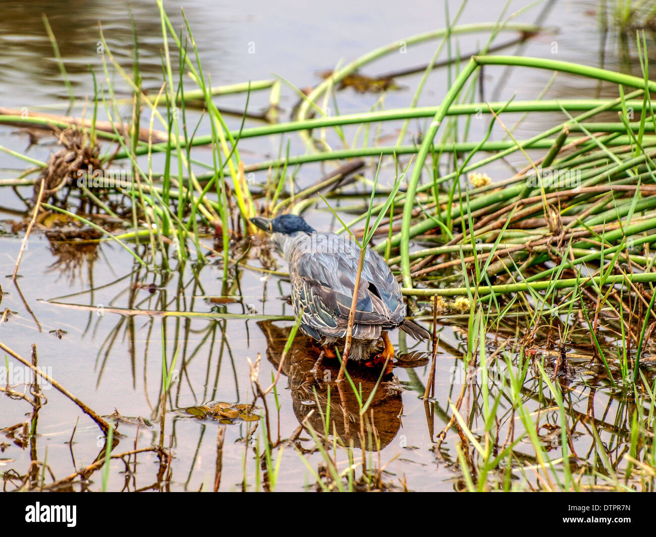 Aves delta hi-res stock photography and images - Alamy