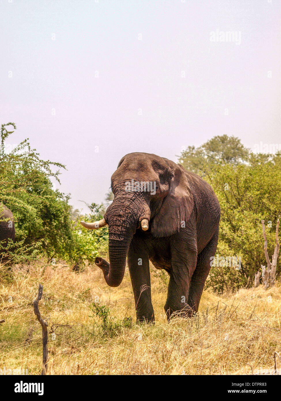 Elephant walking towards you elephant walking towards me hi-res stock ...