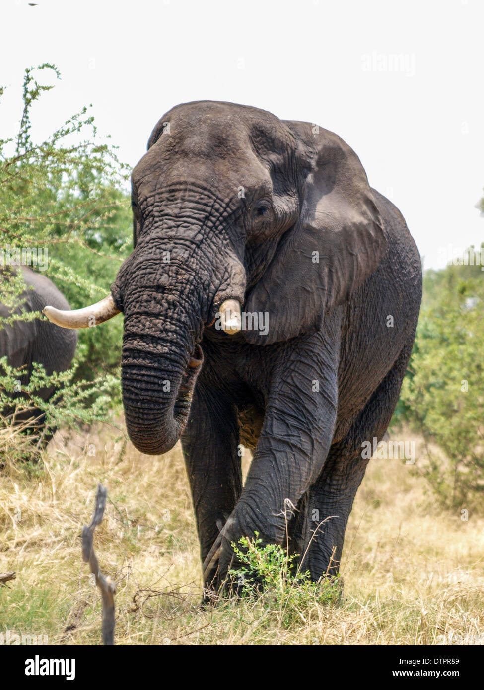 Elephant walking towards camera Stock Photo - Alamy