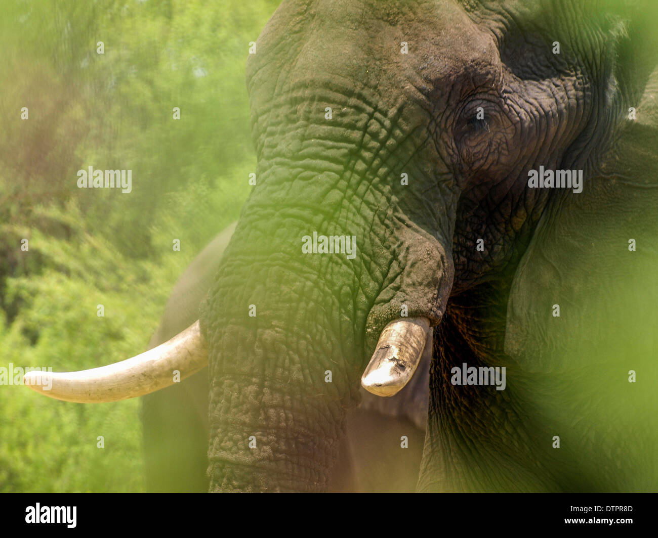 Elephant head plant hi-res stock photography and images - Alamy
