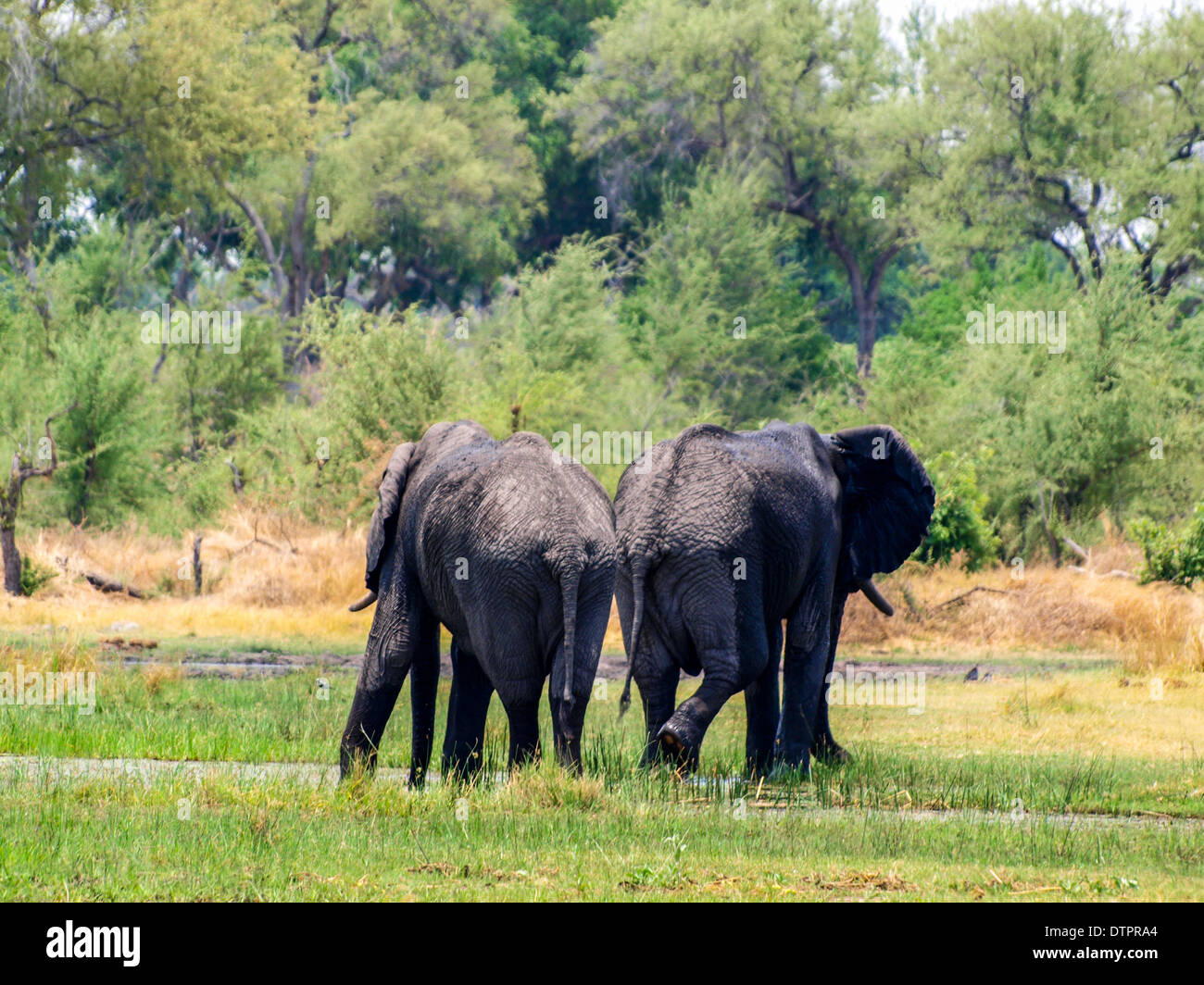 Elephants scratching each other hi-res stock photography and images - Alamy