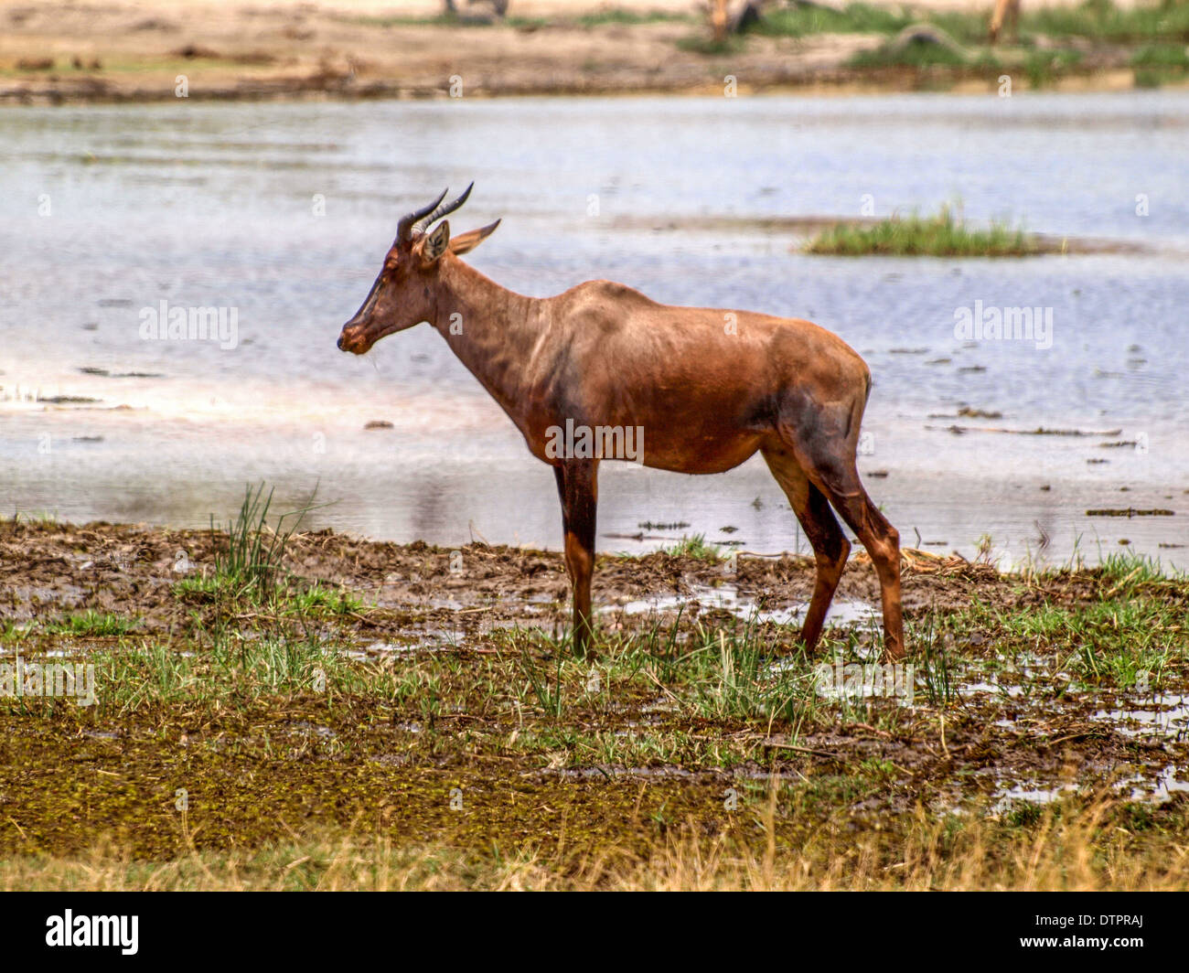 Tsessebe hi-res stock photography and images - Alamy