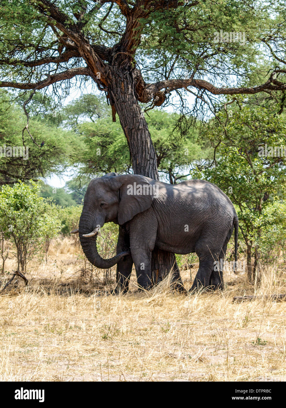 Elephant scratching his back in a tree Stock Photo - Alamy