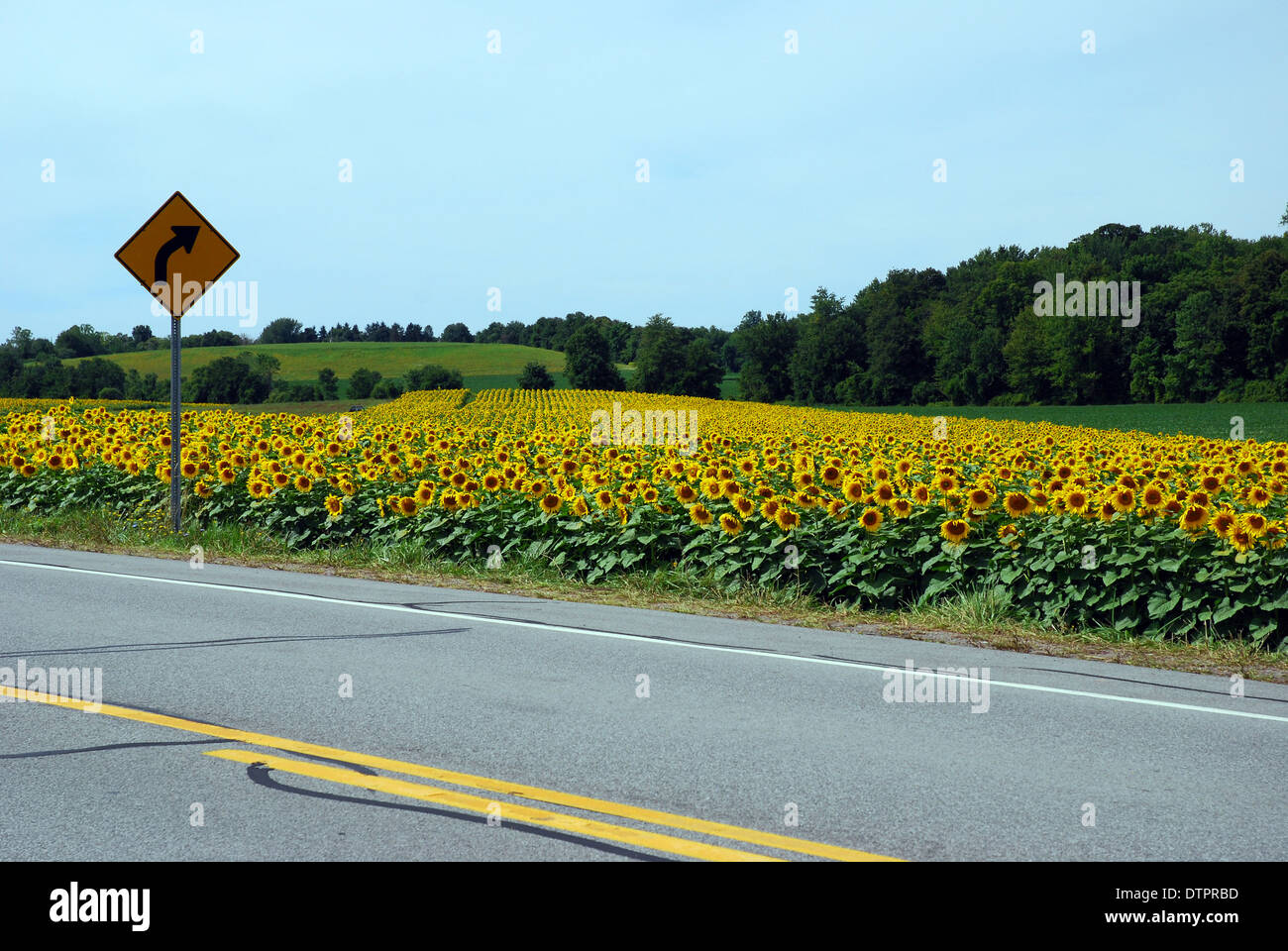Sunflower field on the side of the road Stock Photo - Alamy