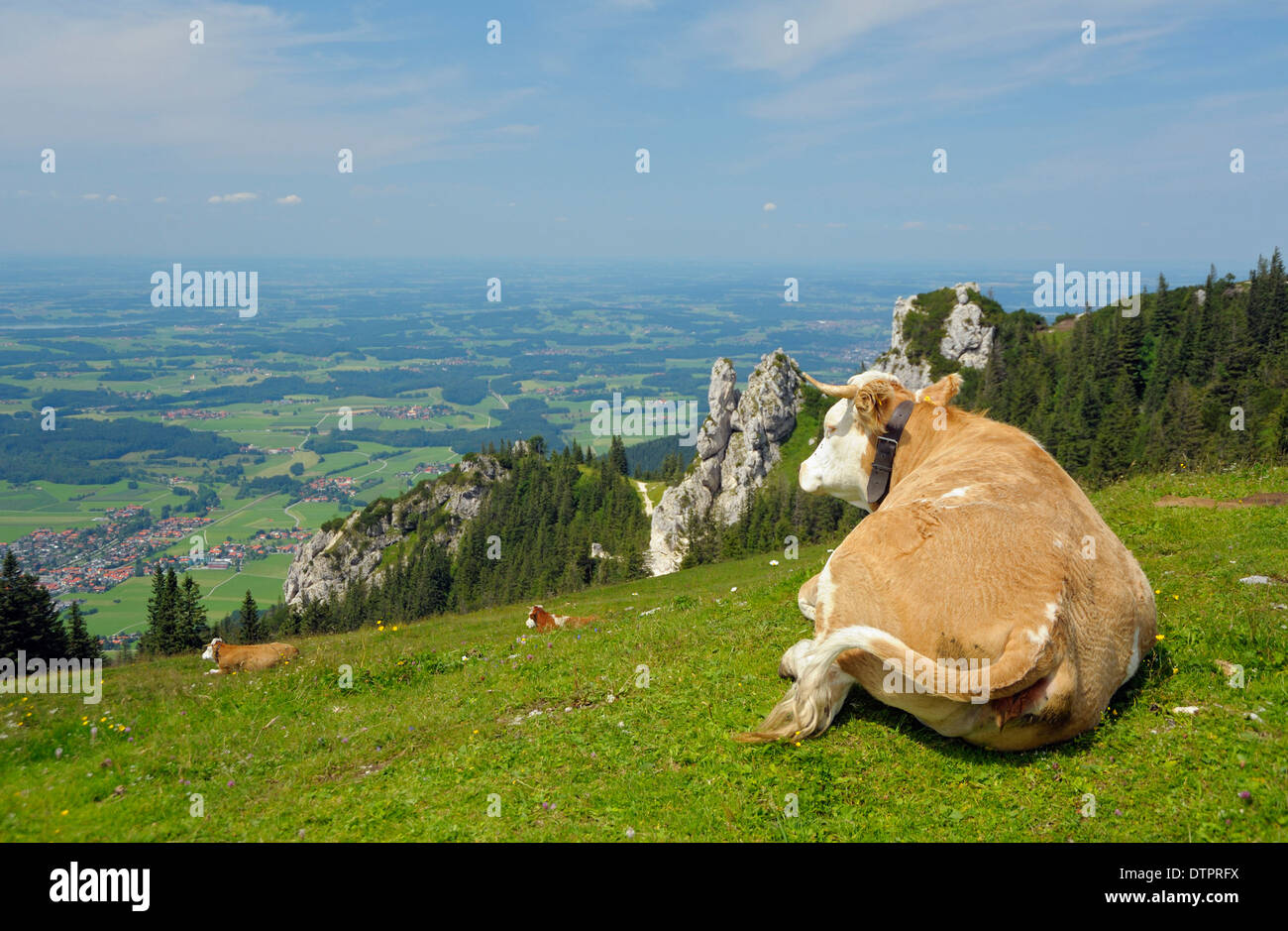 Domestic cattle, cow, view from Kampenwand, Chiemsee, Bavaria, Germany ...
