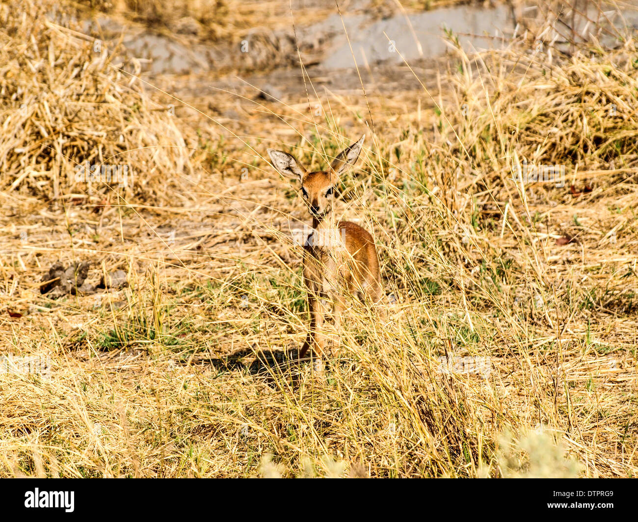 Southern steenbok hi-res stock photography and images - Alamy