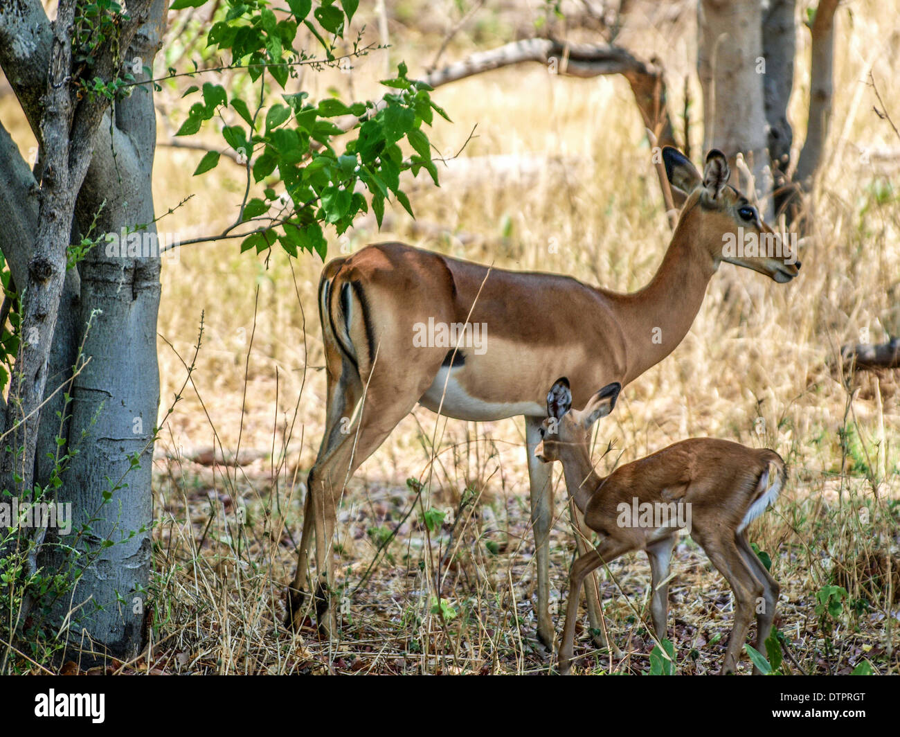 Female impala and baby in the shadow Stock Photo - Alamy
