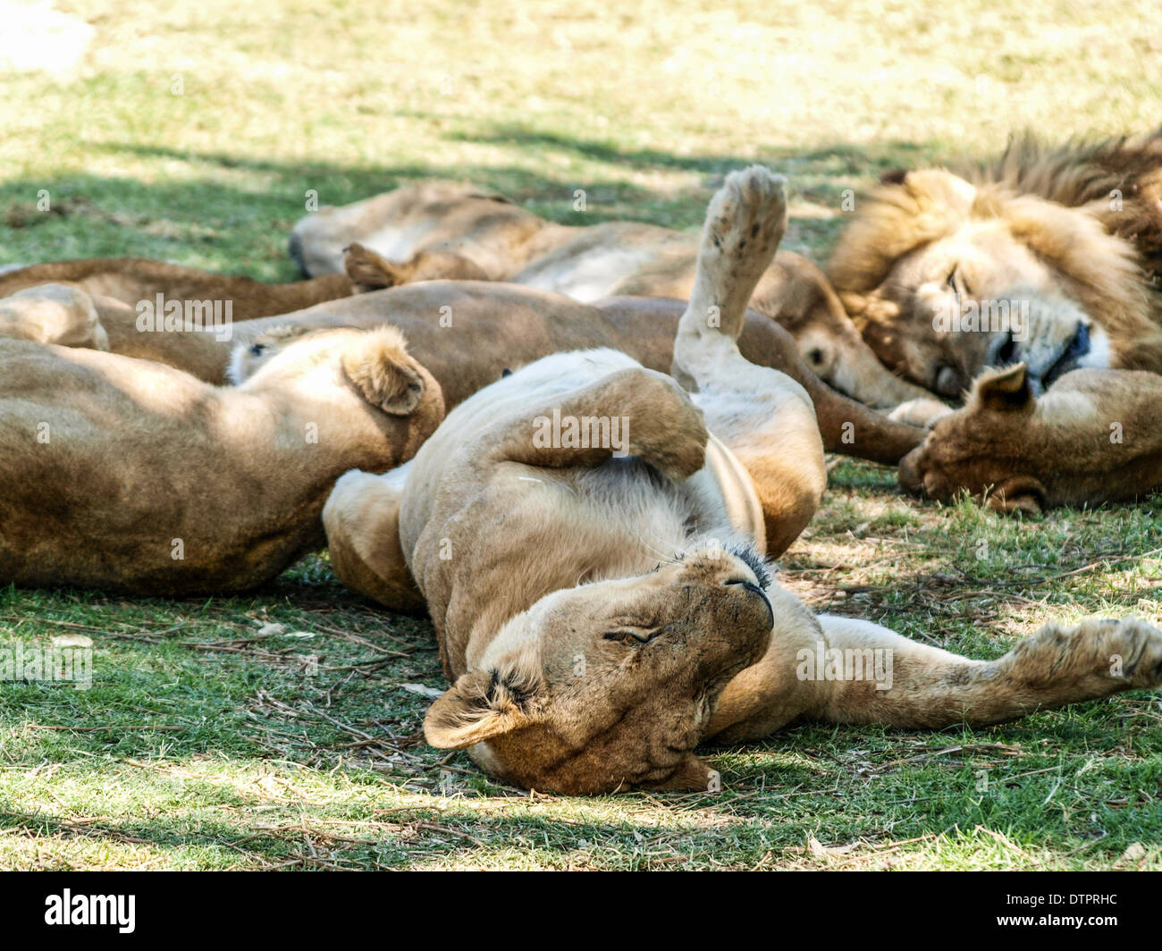 Lion rolling in grass hi-res stock photography and images - Alamy