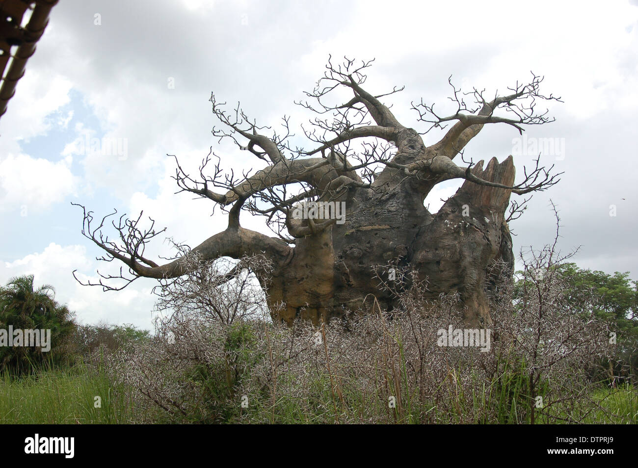 A large tree in Animal Kingdom theme Pk at Walt Disney, Orlando ...