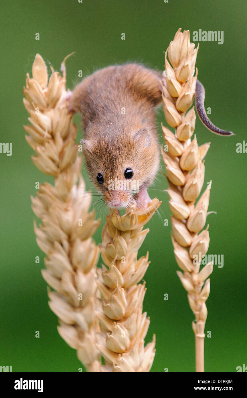 Field Mouse Exploration Stock Photo - Alamy