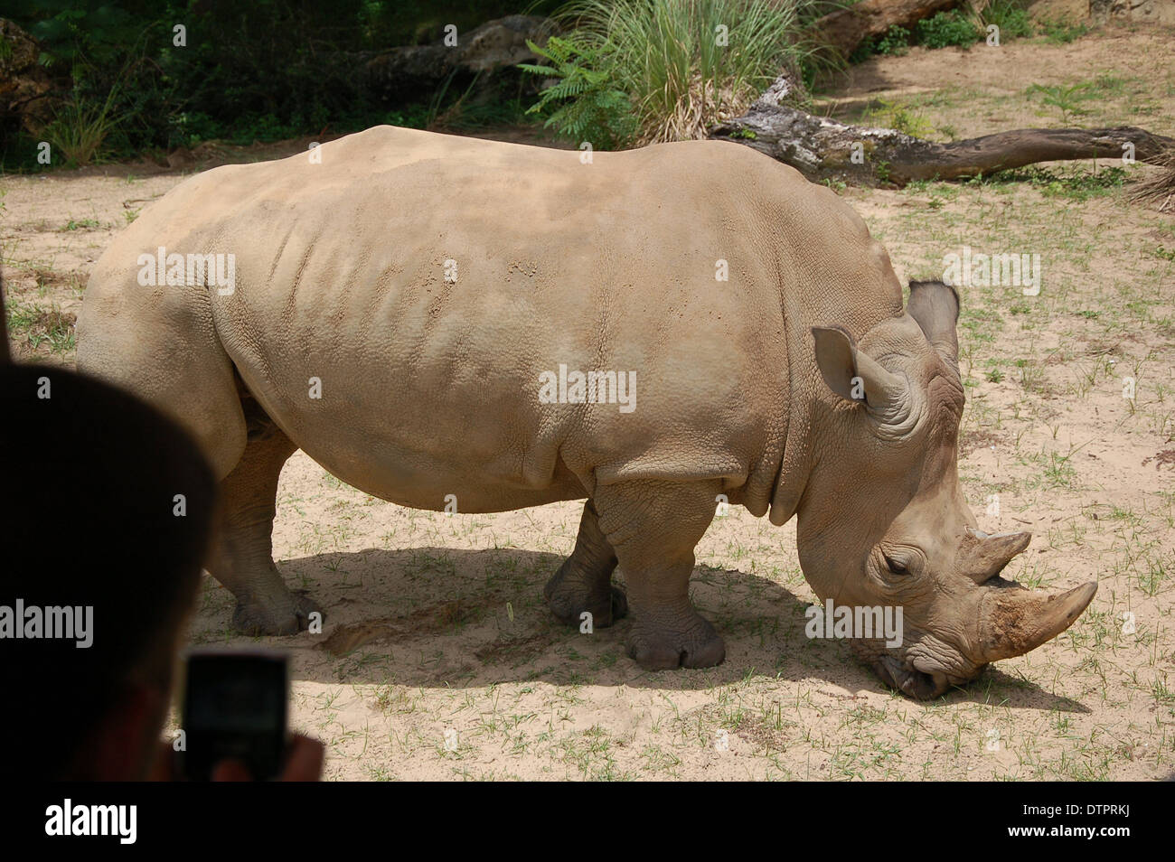 Rhinoceros in Animal Kingdom theme Pk at Walt Disney, Orlando, Florida ...