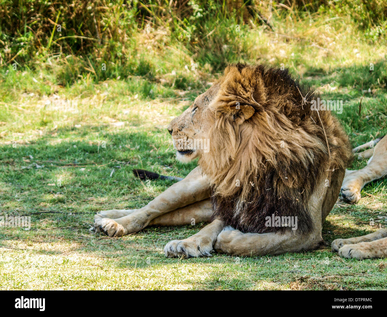 Male lion resting in the shadow Stock Photo - Alamy