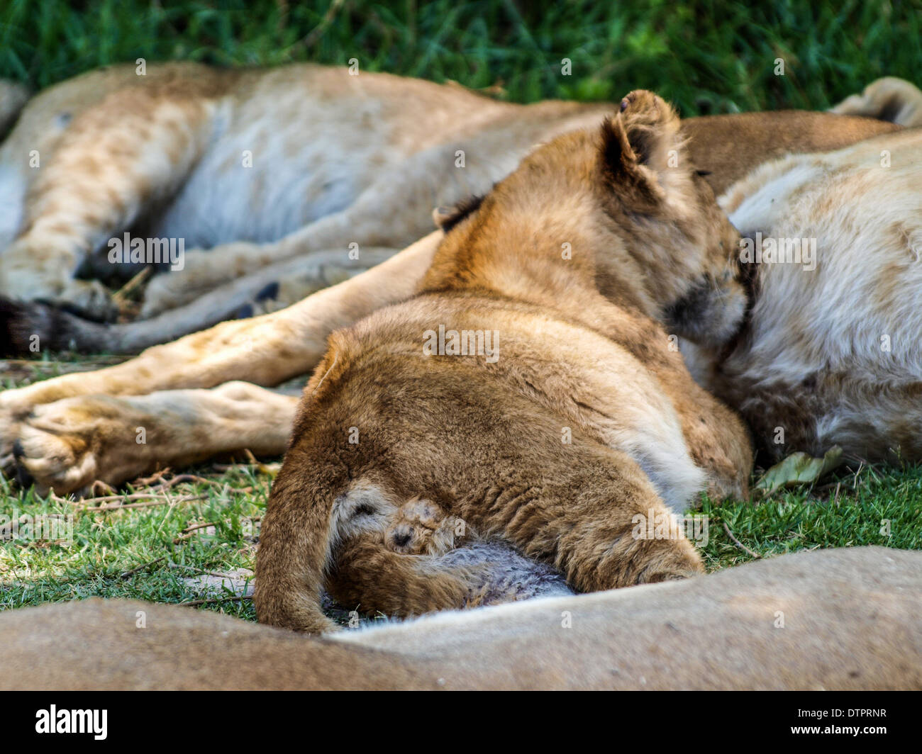 Baby lion mother hi-res stock photography and images - Alamy