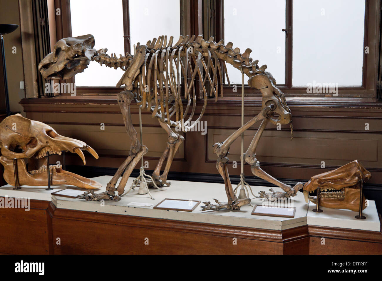 Seleton of cave bear hi-res stock photography and images - Alamy