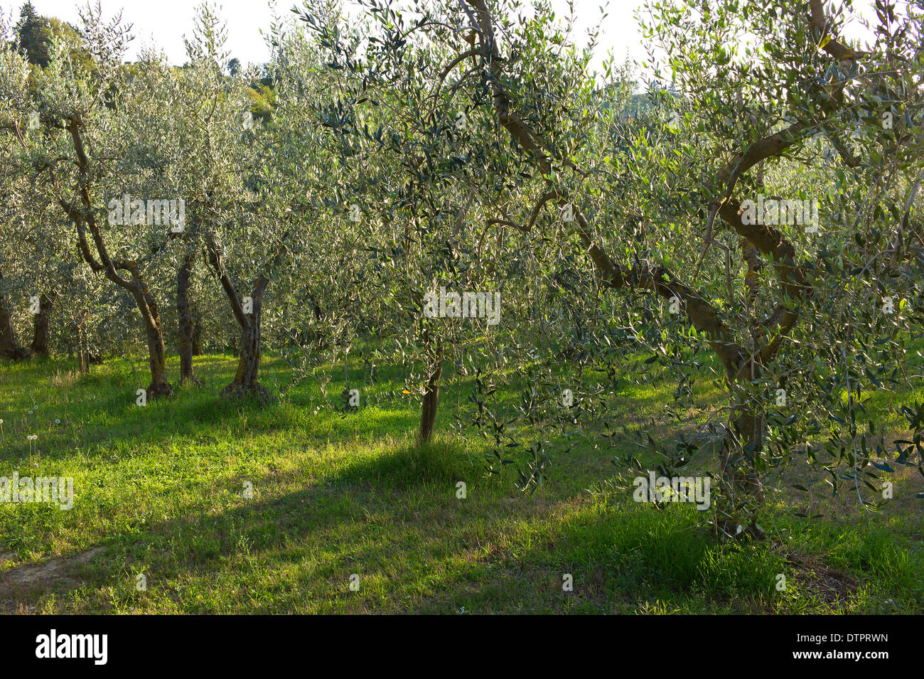 Olive olea europaea tuscan olive tree hi-res stock photography and ...