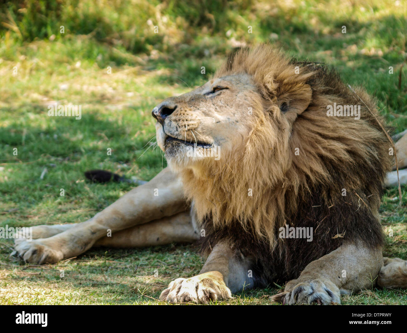 Male lion yawning in the shadow Stock Photo - Alamy