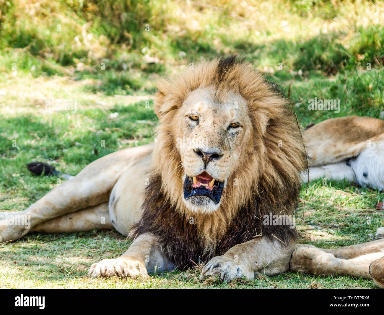 Male lion facing camera hi-res stock photography and images - Alamy