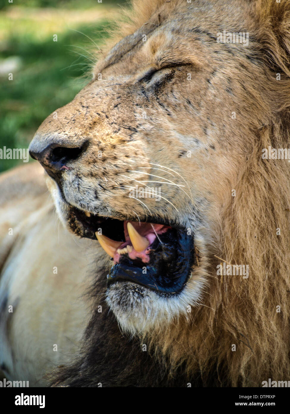 Male lion head closeup Stock Photo - Alamy