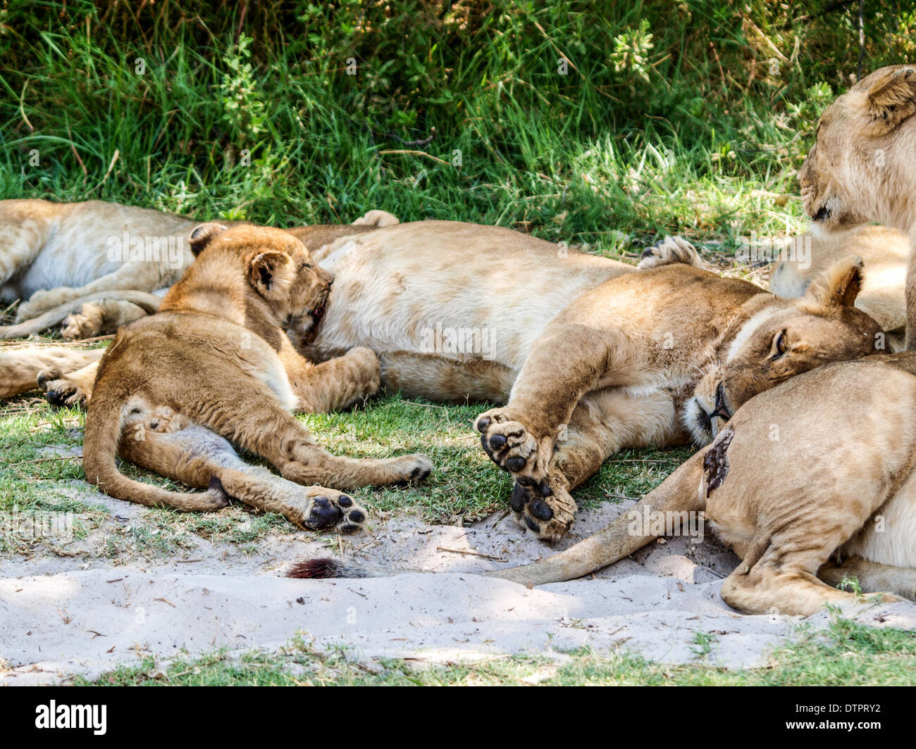 Pregnant Lioness Giving Birth