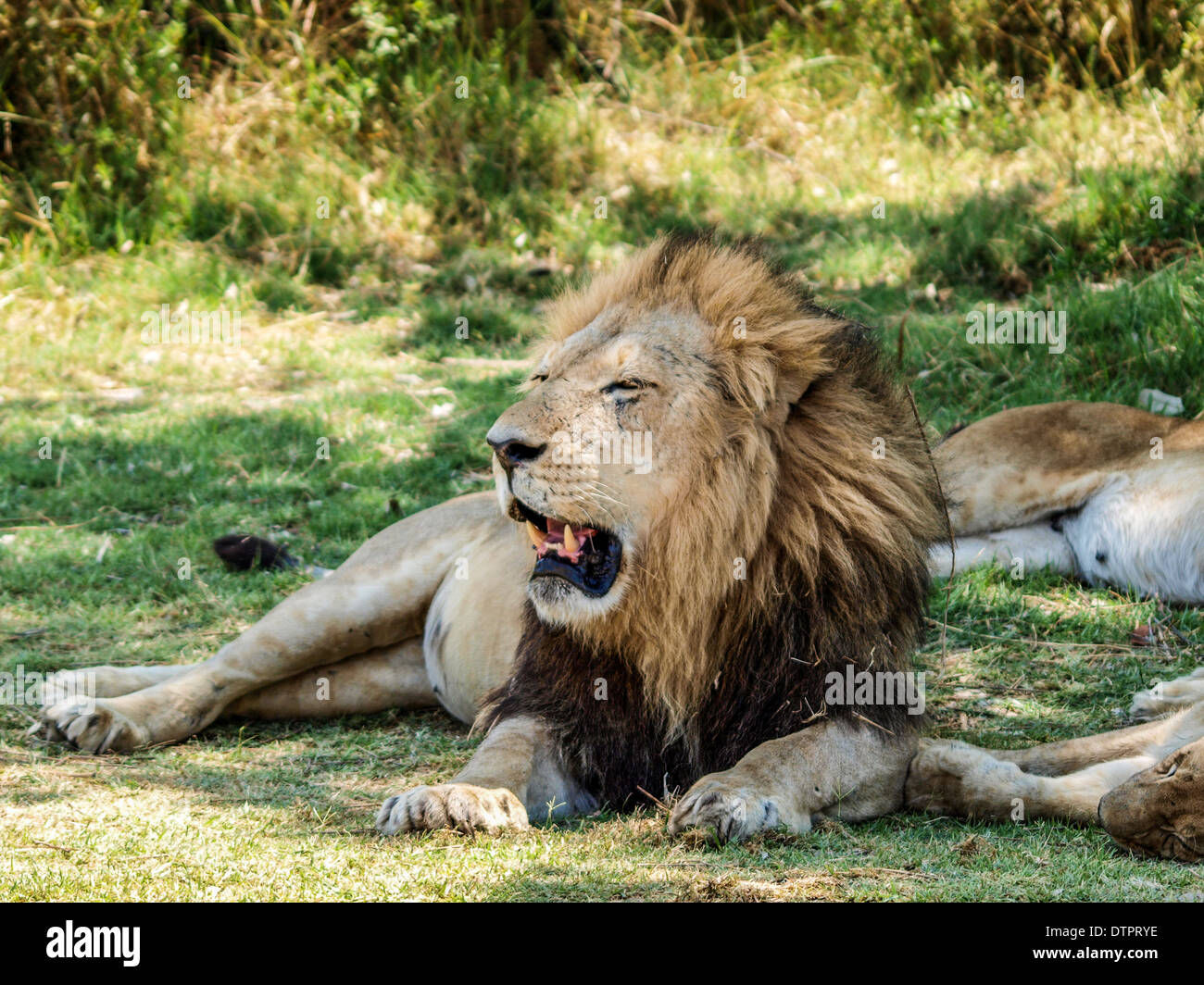 Male lion yawning in the shadow Stock Photo - Alamy