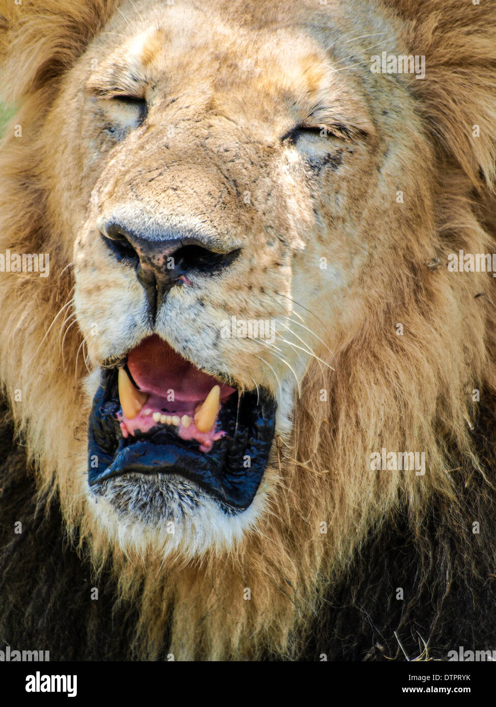 Male lion head closeup Stock Photo - Alamy