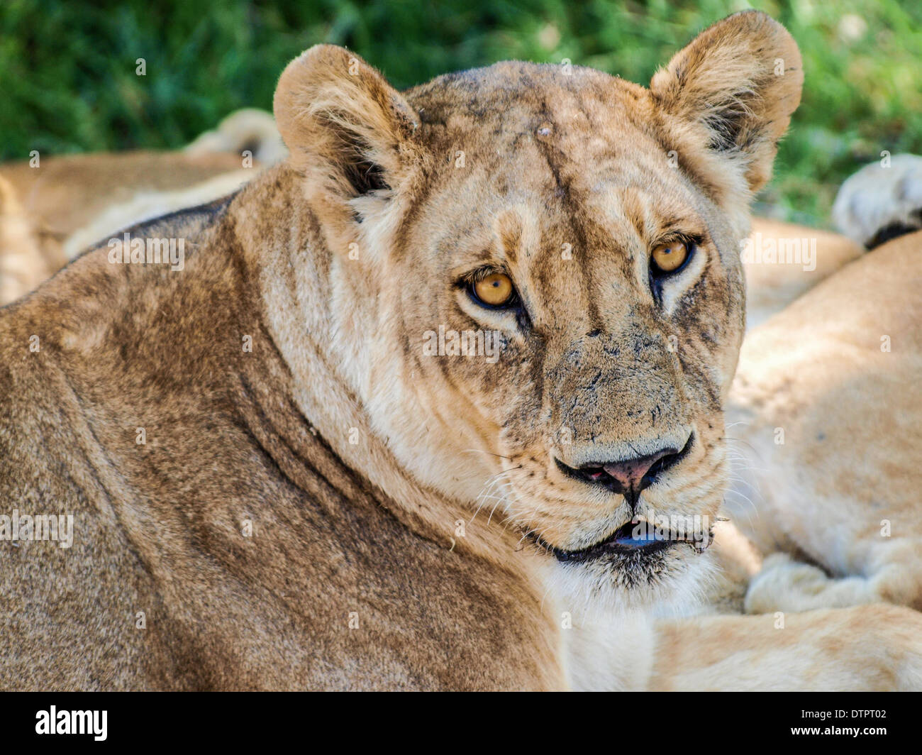 Lioness head with yellow eyes closeup Stock Photo - Alamy