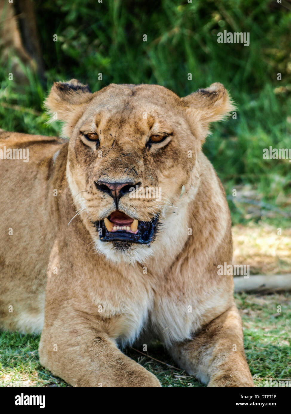 Leo look hi-res stock photography and images - Alamy