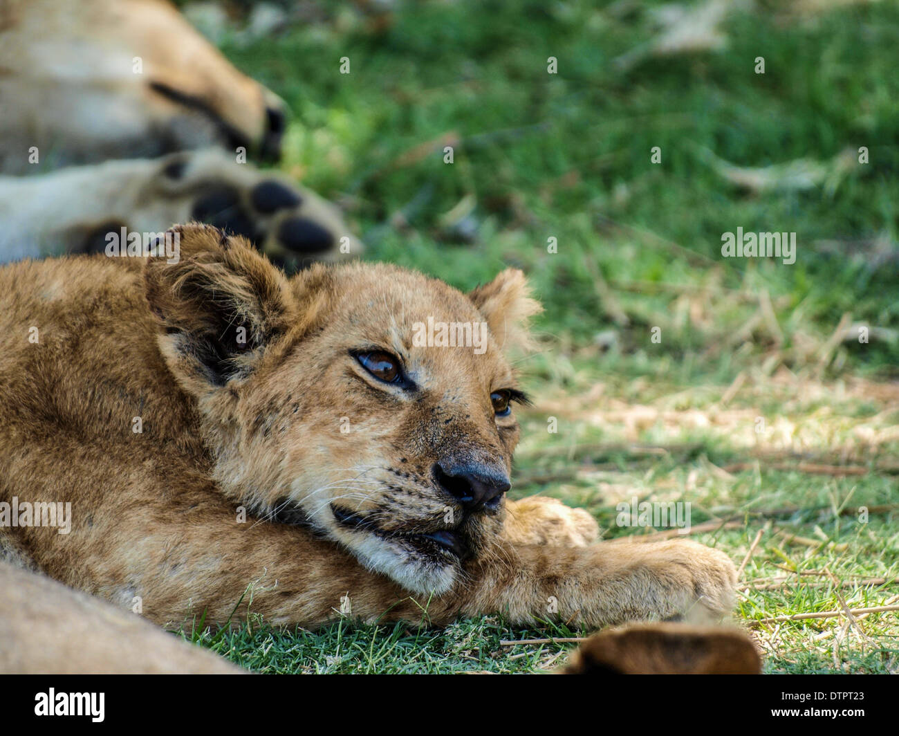 Lion cub resting Stock Photo - Alamy