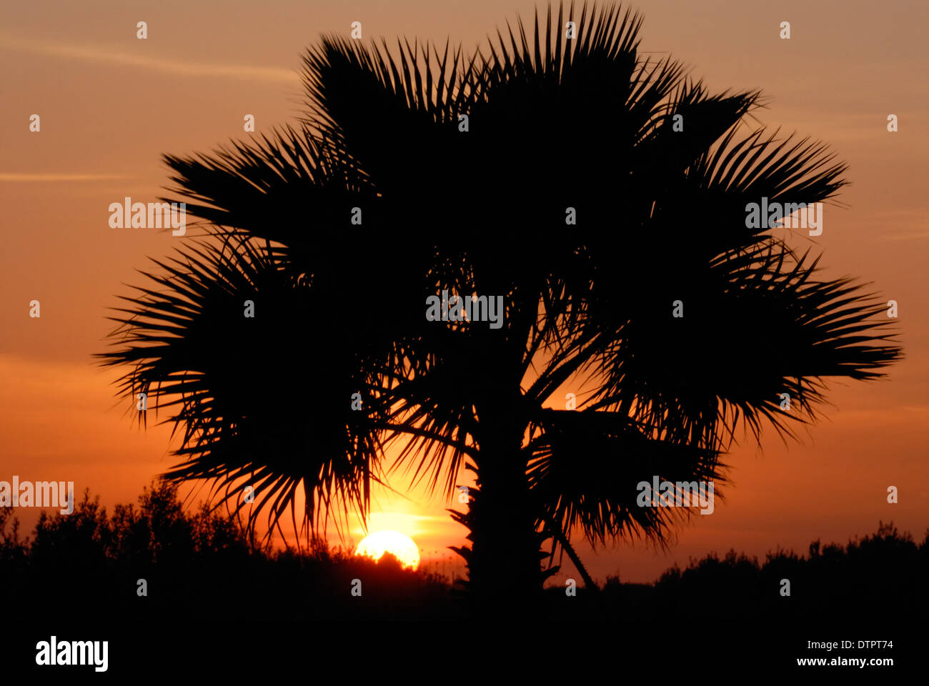 Morocco orange tree hi-res stock photography and images - Alamy