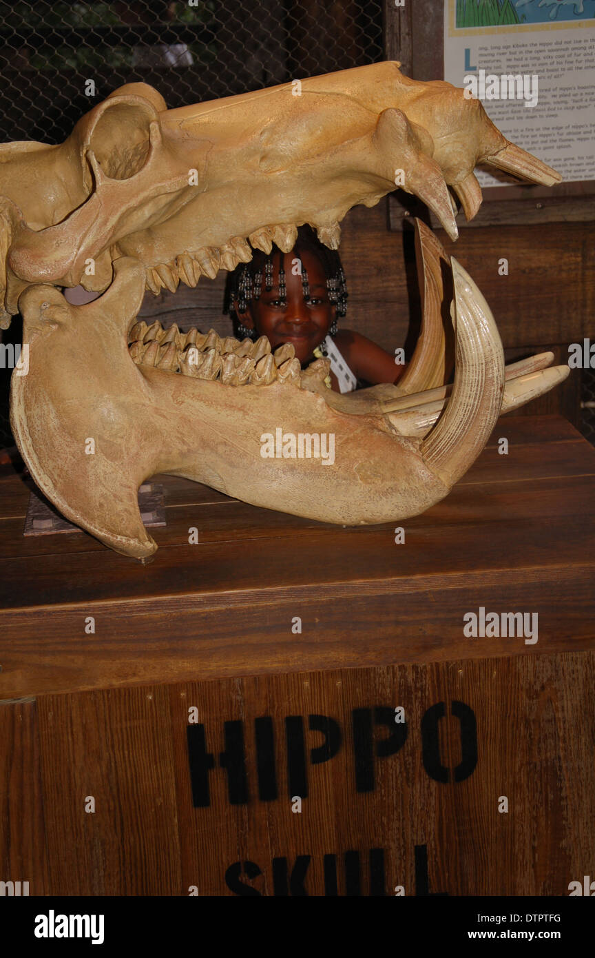 A Large Hippopotamus skull at Walt Disney's World Animal Kingdom ...