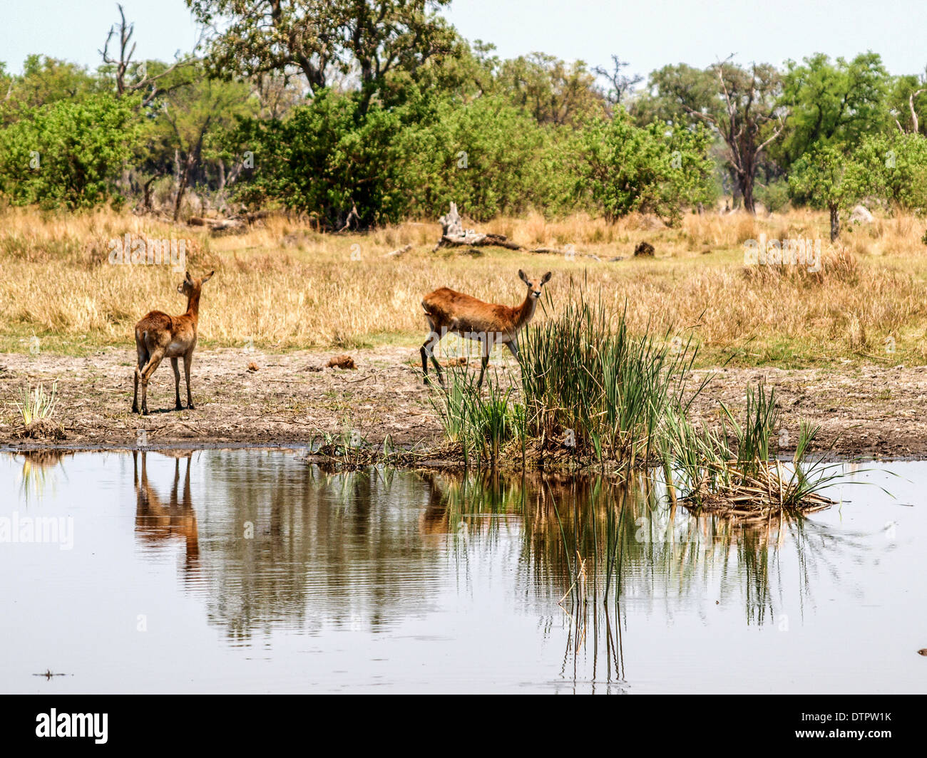 Africa Botswana animal Okawango Delta Stock Photo - Alamy
