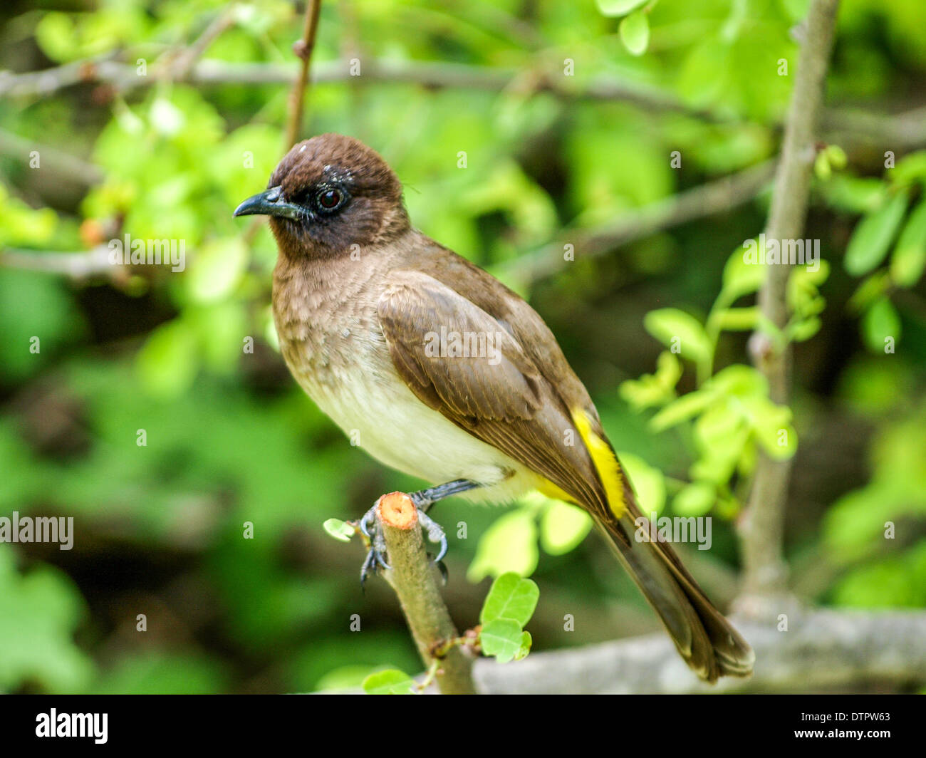Okawango delta hi-res stock photography and images - Alamy