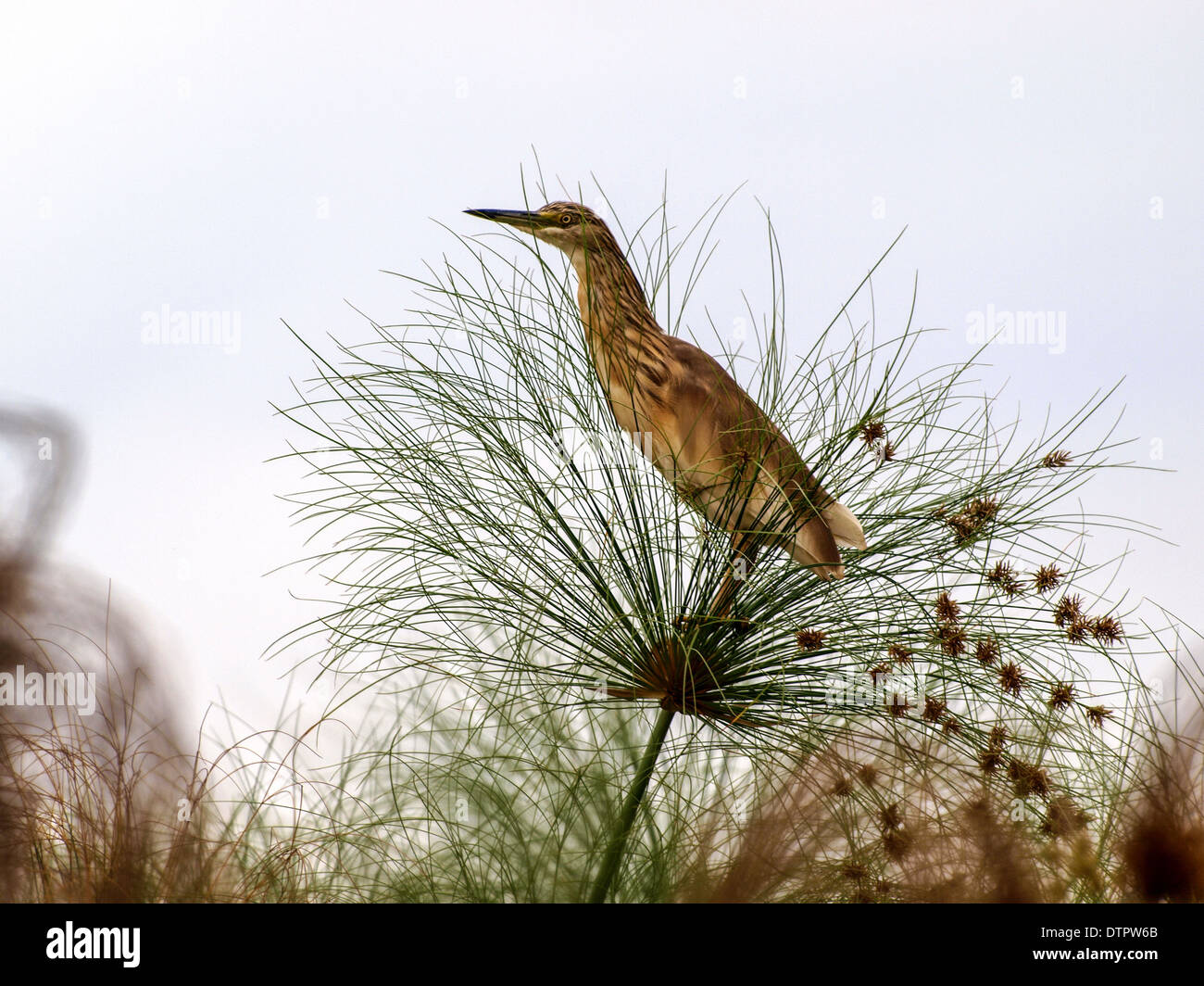 Stork perched in papyrus plant Stock Photo - Alamy