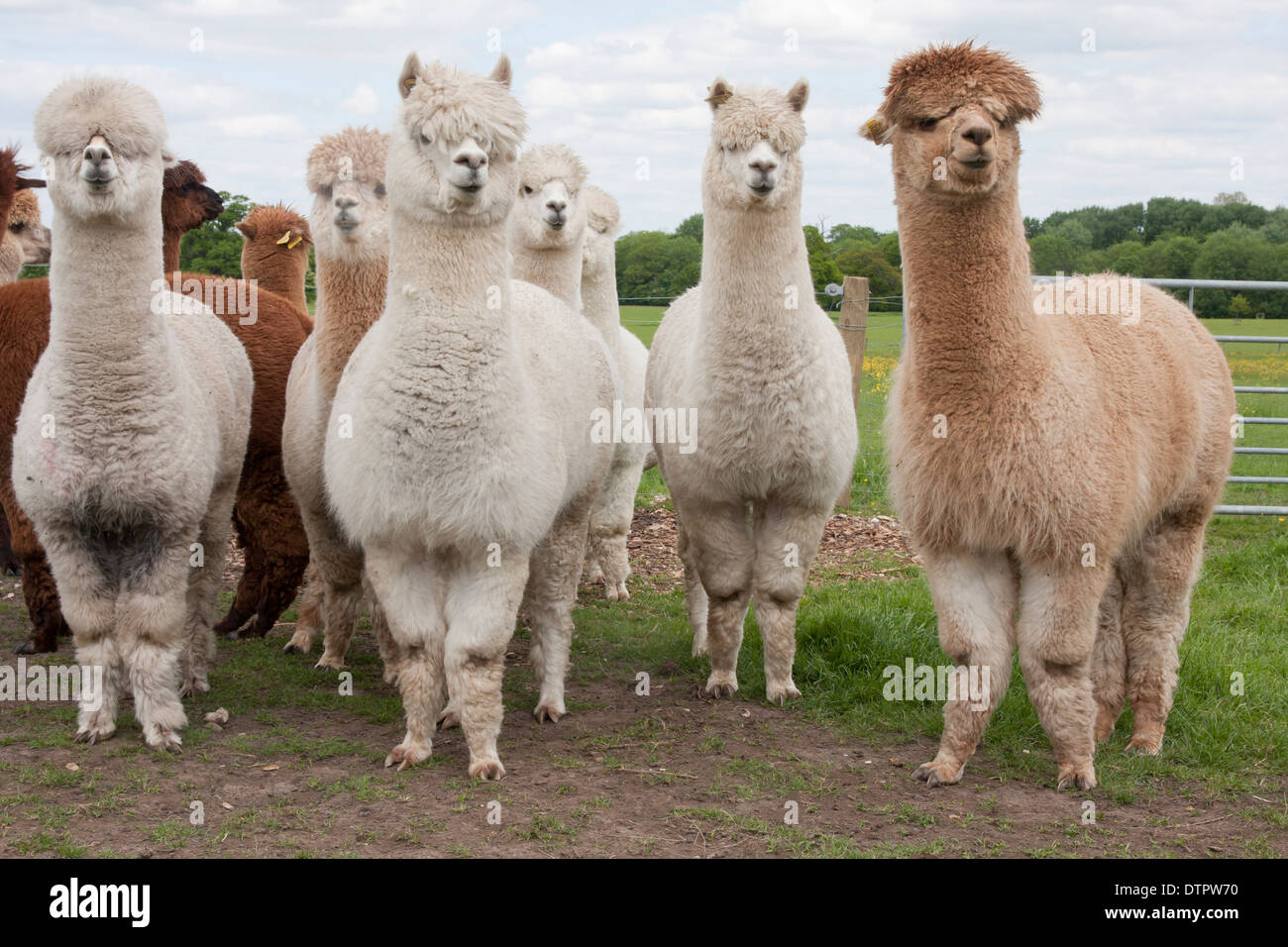 Americ20dan hi-res stock photography and images - Alamy