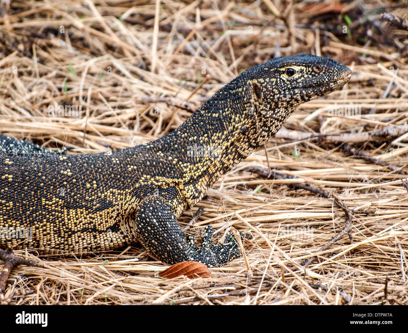 Camera to monitor wildlife hi-res stock photography and images - Alamy