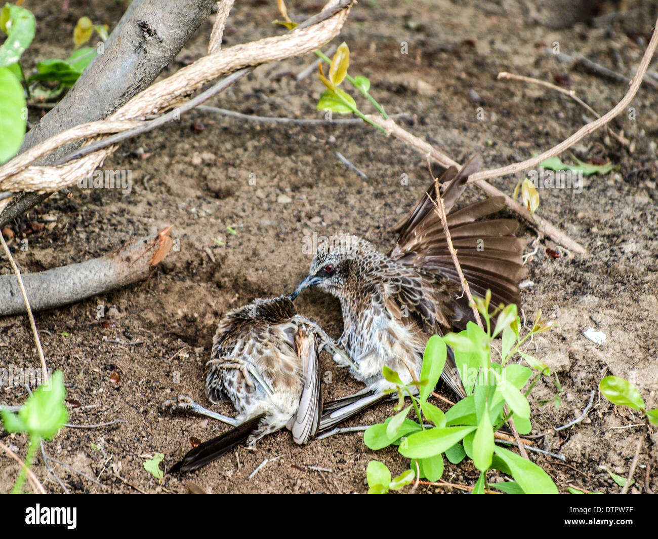 Small birds fighting on the ground Stock Photo - Alamy