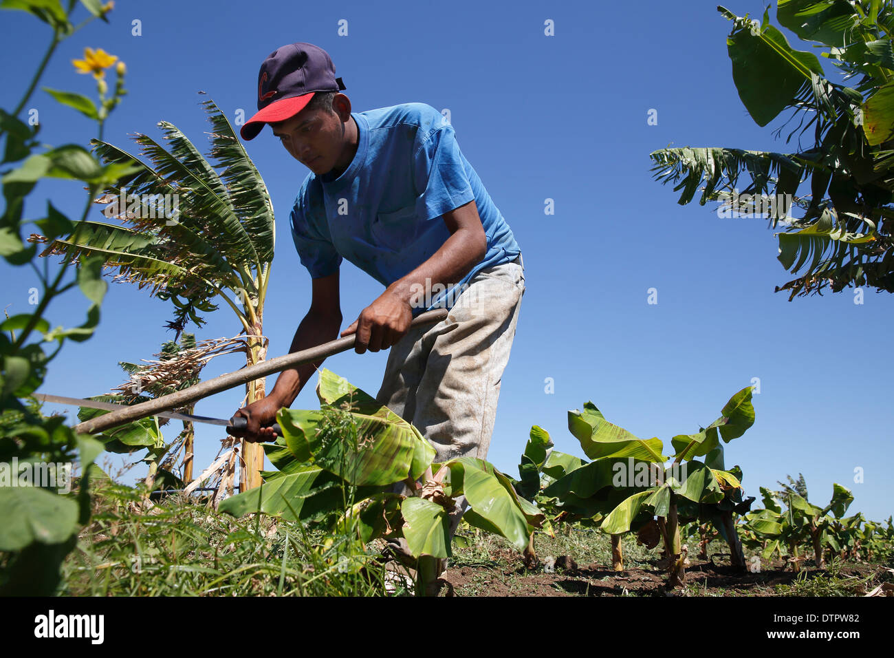 Plantation field worker, Nicaragua Stock Photo - Alamy
