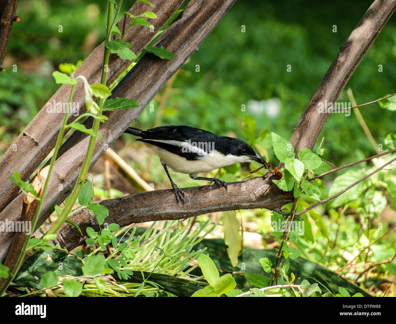 Boubou boubous hi-res stock photography and images - Alamy