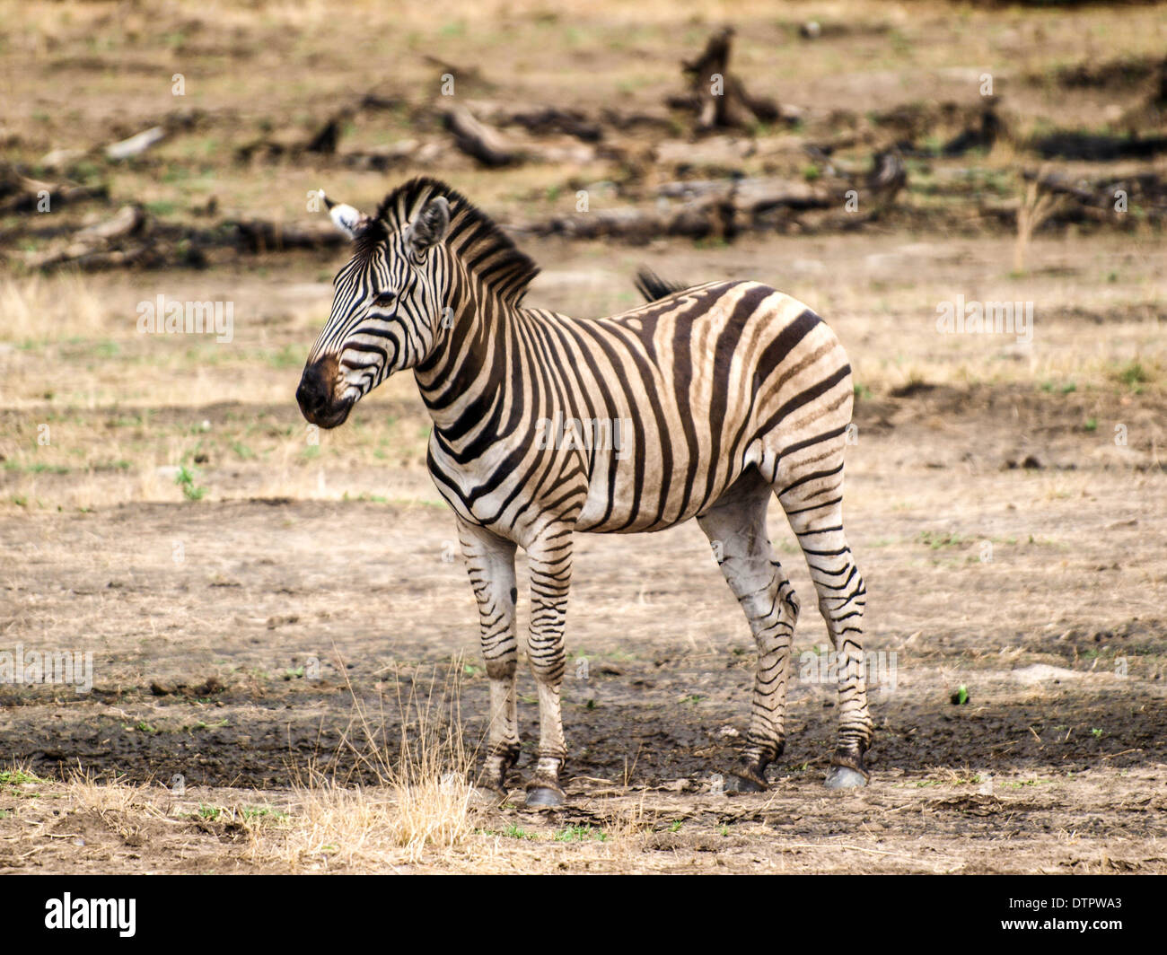 Zebra grass plant hi-res stock photography and images - Alamy