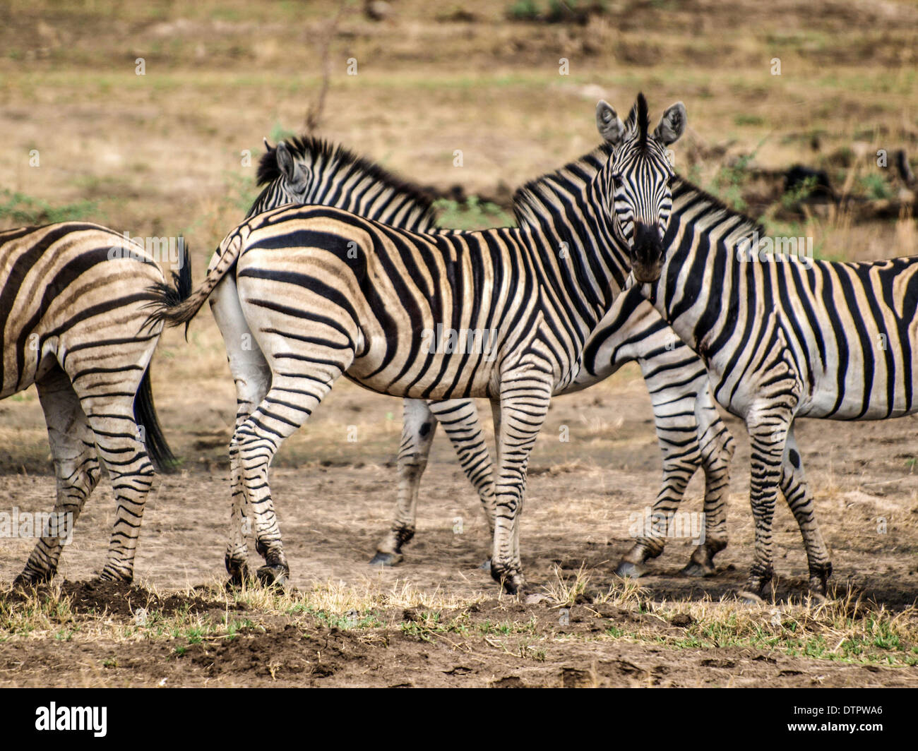 Zebras looking at camera hi-res stock photography and images - Alamy