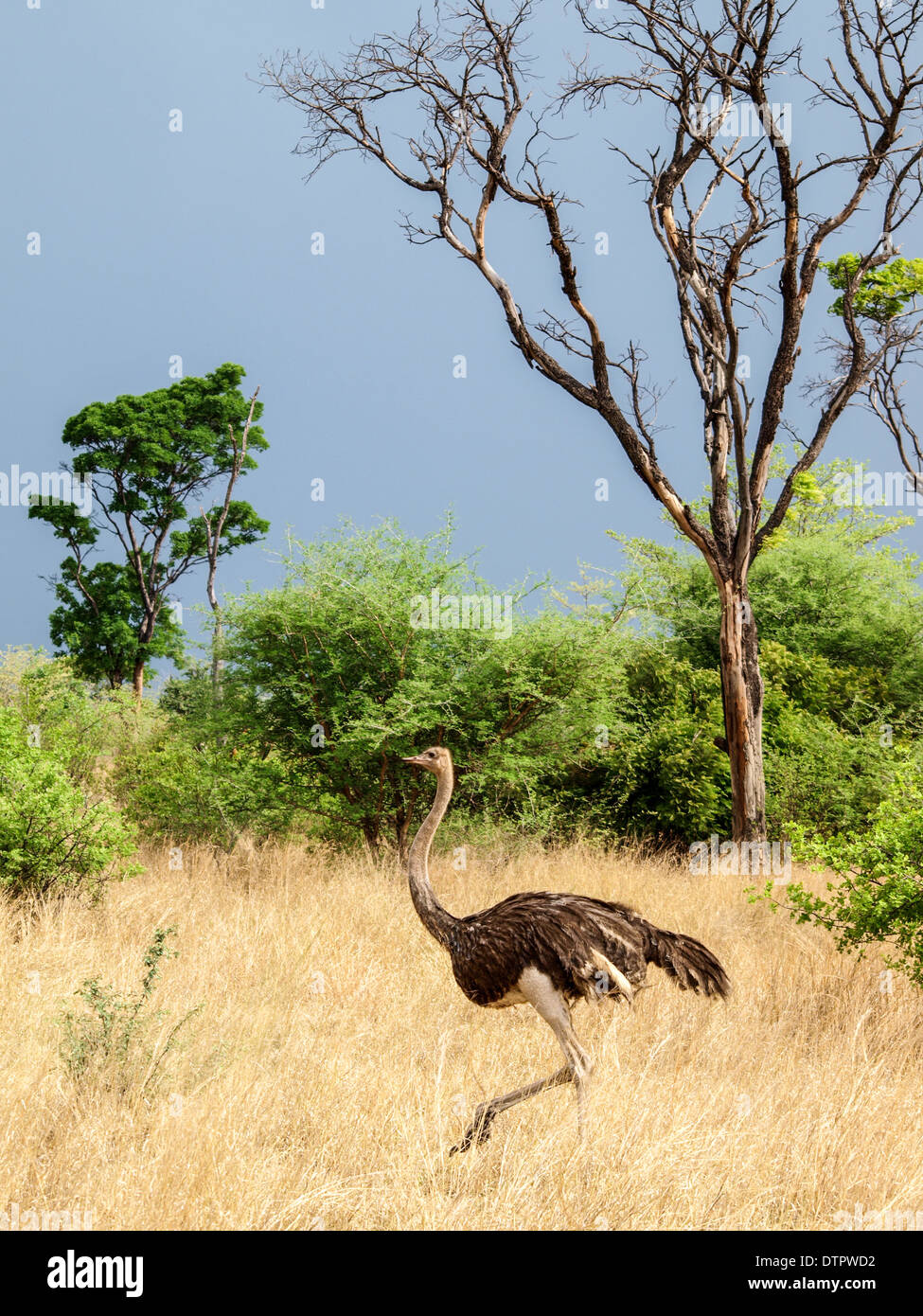 Ostrich running in the grass with dark sky Stock Photo - Alamy