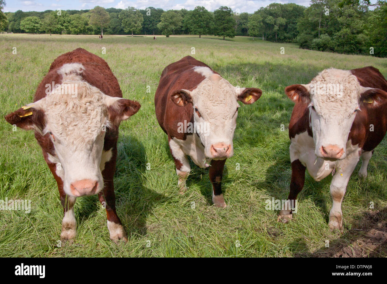 Cattle sussex hi-res stock photography and images - Alamy