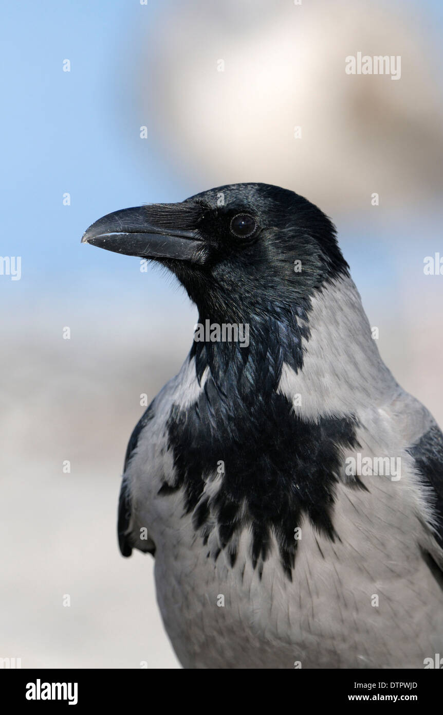 Hooded Crow, national park Vorpommersche Boddenlandschaft, Mecklenburg ...