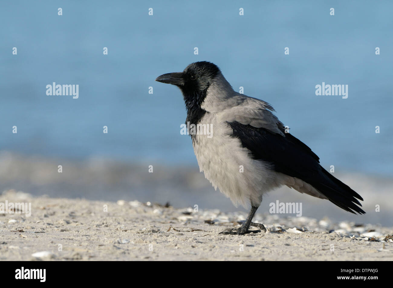 Hooded Crow, national park Vorpommersche Boddenlandschaft, Mecklenburg ...