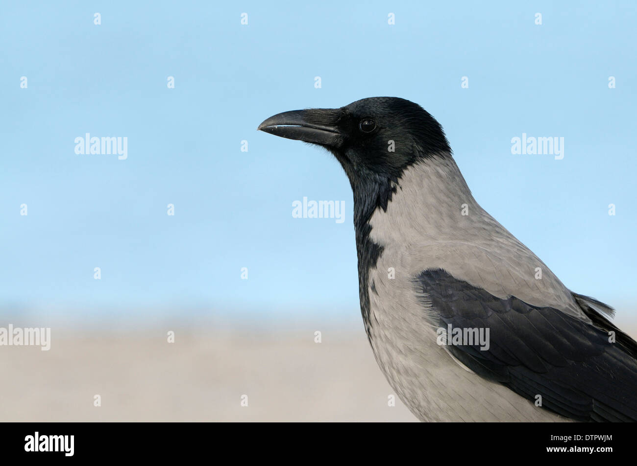 Hooded Crow, national park Vorpommersche Boddenlandschaft, Mecklenburg ...