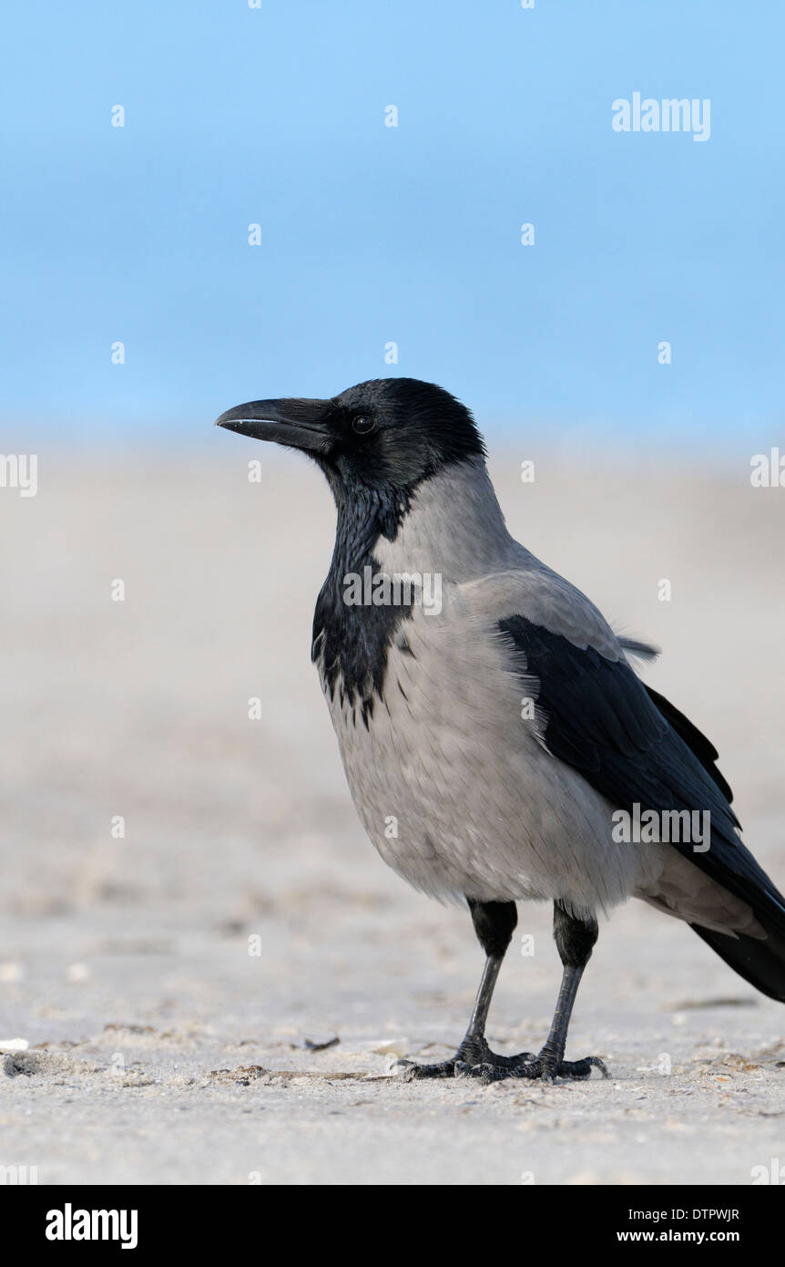Hooded Crow, national park Vorpommersche Boddenlandschaft, Mecklenburg ...